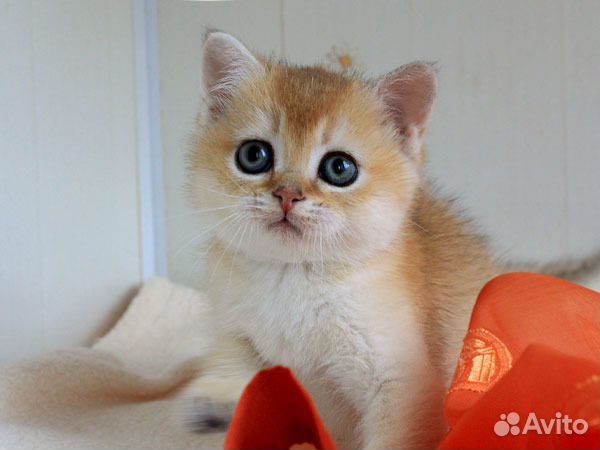 Яша - золотой малыш