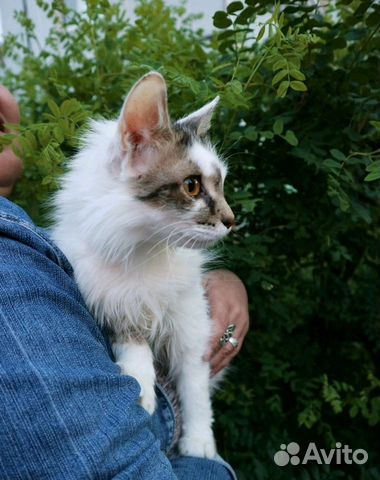 Ласковая Зайка