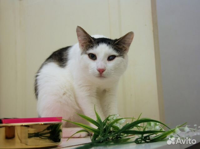 Беляшик ищет дом