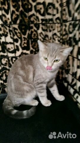 8 мес котенок