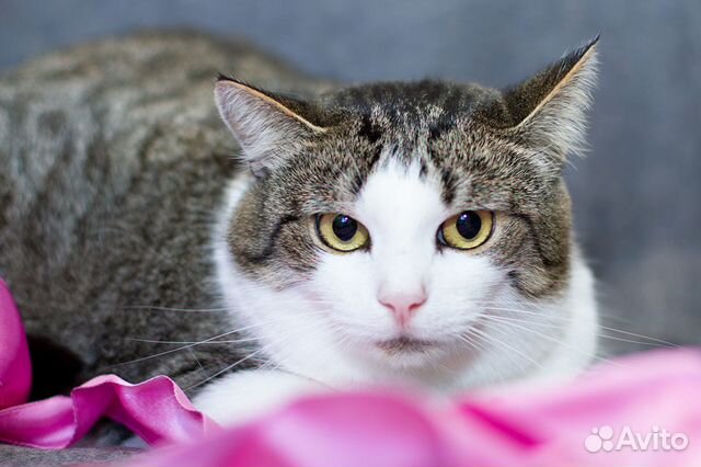 Неразлучная пара Фаня и Кика в добрые руки