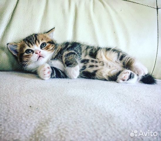 Мраморный котик