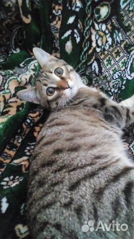 Ласковый котик 6 мес в добрые руки