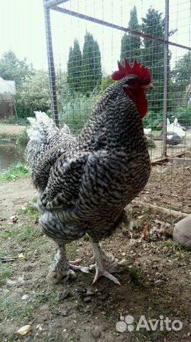 Мехеленская кукушка, инкубационное.яйцо и цыплята