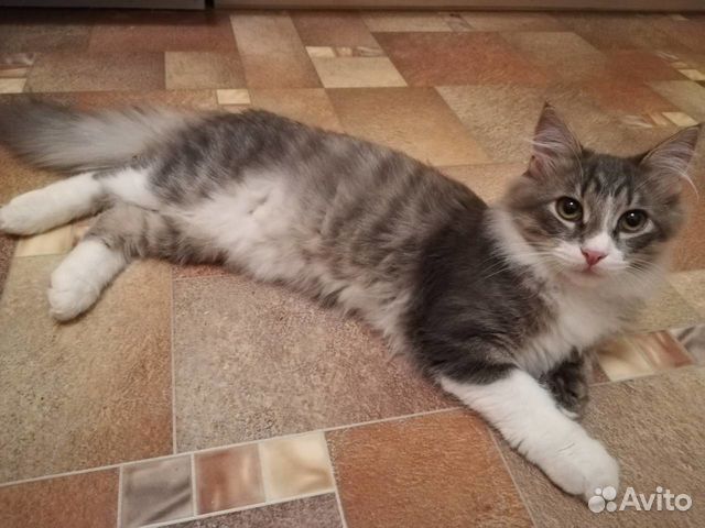 Маленький рысенок ищет дом