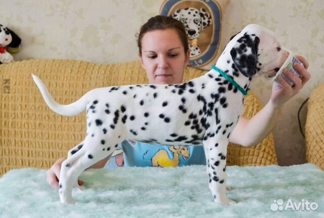 Щенки далматина