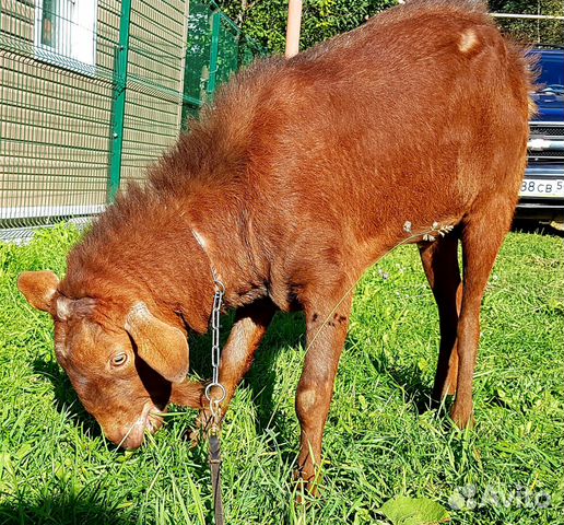 Самый очаровательный козел в мире См видео продам