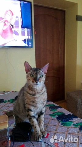 Продам кошку Бенгальская скрещенная с Сфинксом