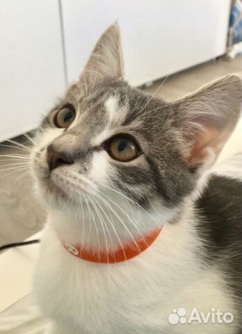 Котенок Килька 4 мес