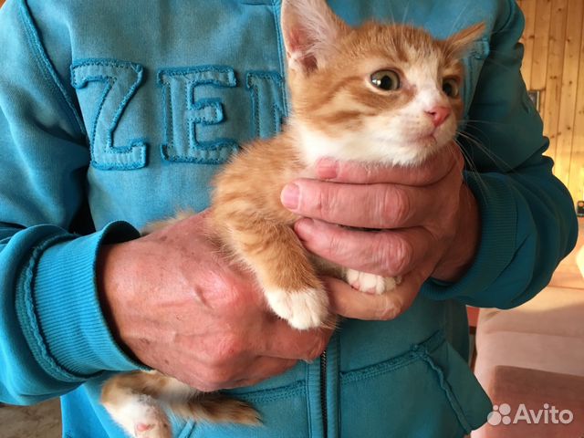 Отдаю игрока Zenit
