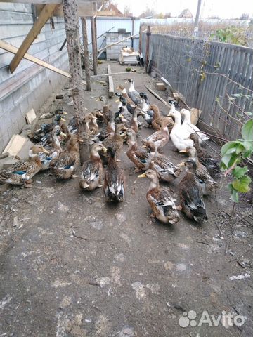 Утята, гуси, утки