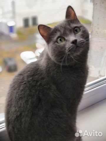 Кошка метис