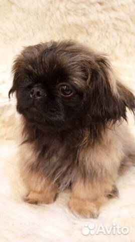 Пекинесики-мальчики