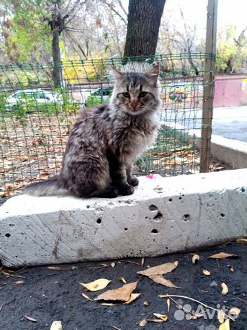 Кошка ищет дом
