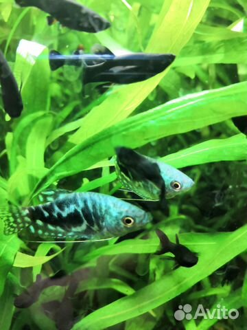 Меченосцы, гурами