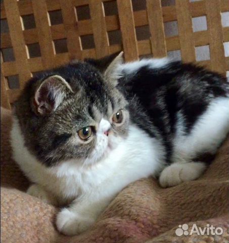 Котик милый друг