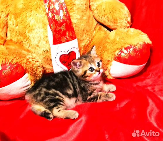 Роскошный мачо для самых любимых