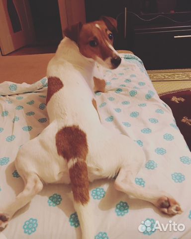 Джек рассел терьер