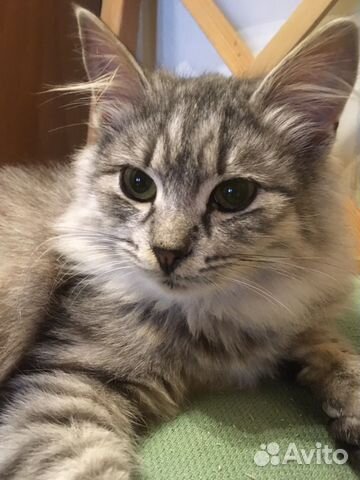 Сибирский котик