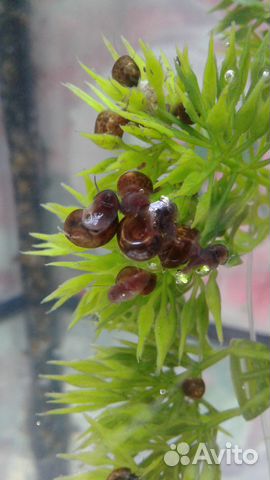 Улитки - катушки продажа или обмен