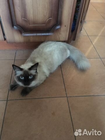 Приглашаем котика