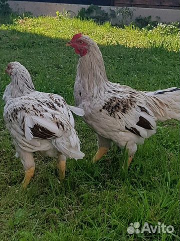 Корниш цыплята, куры