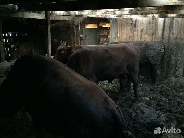 Бычки с откорма