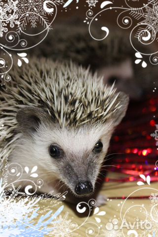 Мини 1 малыш и 2 малышки