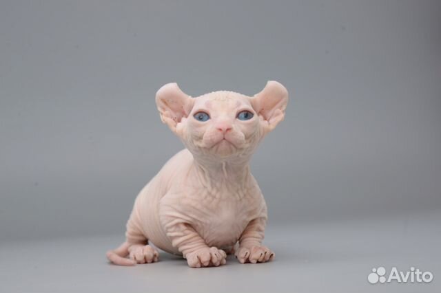 Котята дфэльф