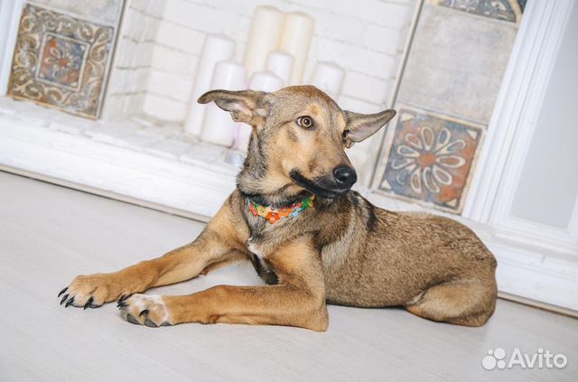 Симоша в дар