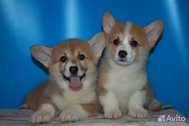 Щенки вельш корги пемброк