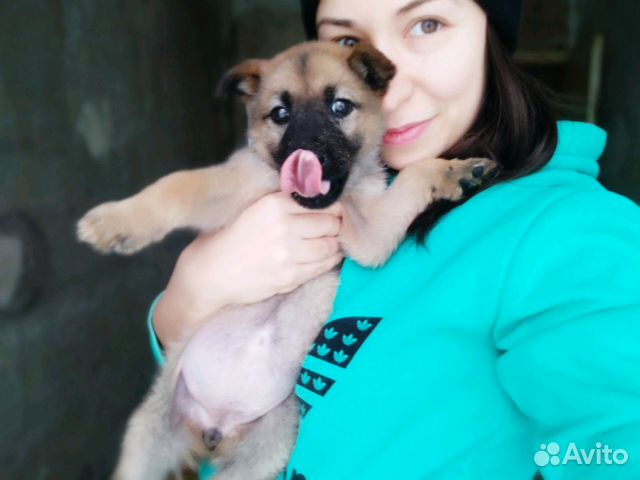 Щенок овчарки