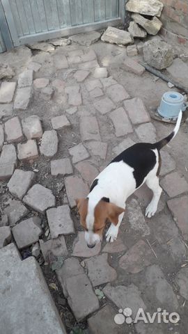 Отдам щегка эстонской гончей