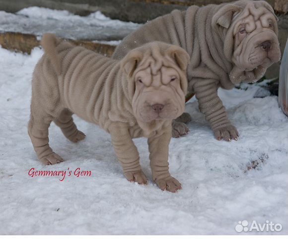 Щенки шарпея, хорошенькие как игрушки