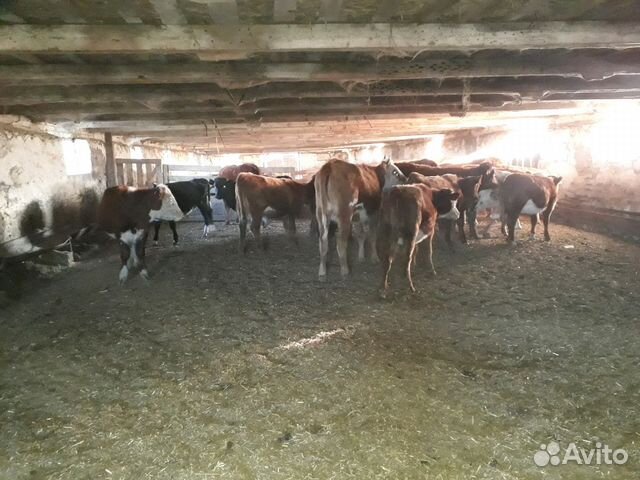 С/Х животное