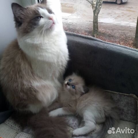 Кошечки Рэгдолл