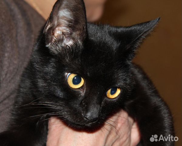 Котенок в добрые руки