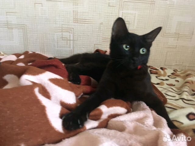 Бентли - котенок бомбейской породы, 5-мес., девочк