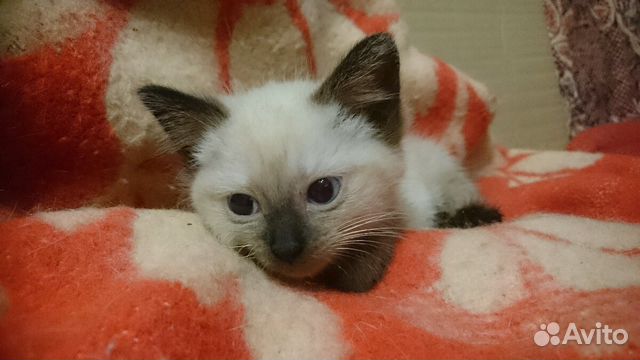 Тайские котята