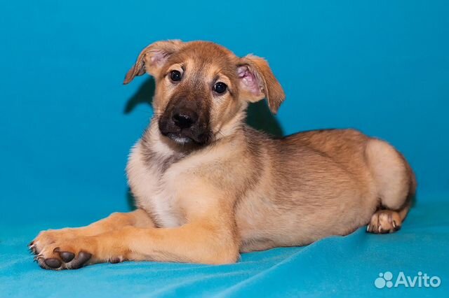 Щенок Ральф в добрые руки