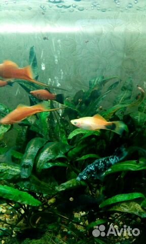 Меченосцы,маллонезии