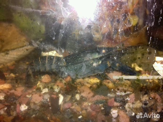 Австралийские красноклешневые раки. Молодь