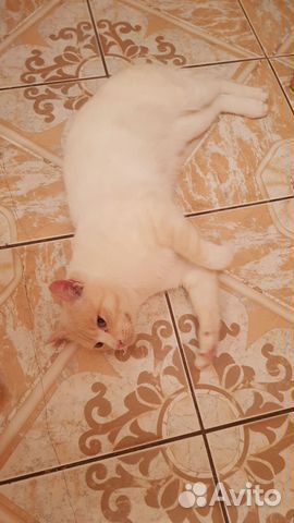 Найден кот, ищет дом