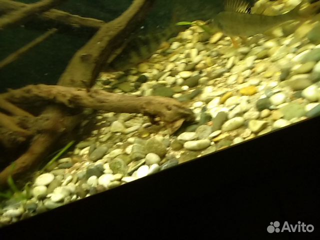 Окунь аквариумный речной