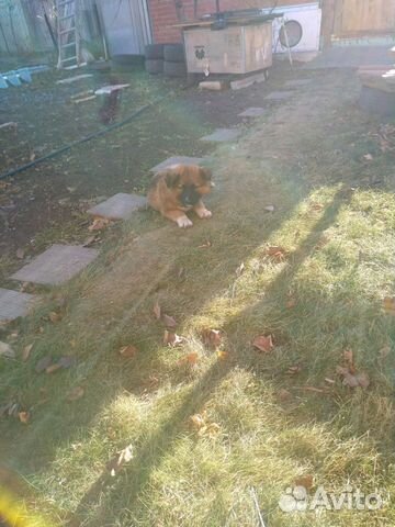 Щенок смеси кавказца