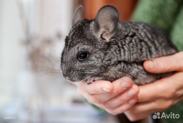 Отдам шиншиллу