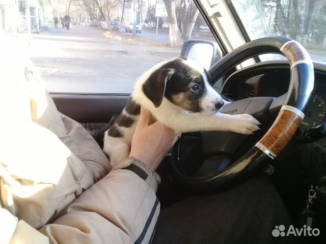 Щенок Зося дев. 1,5 мес