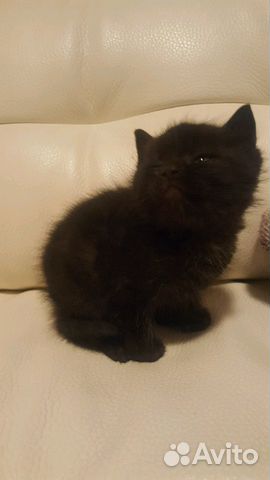 Комочки счастья