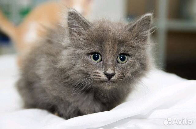 Котенок в добрые руки