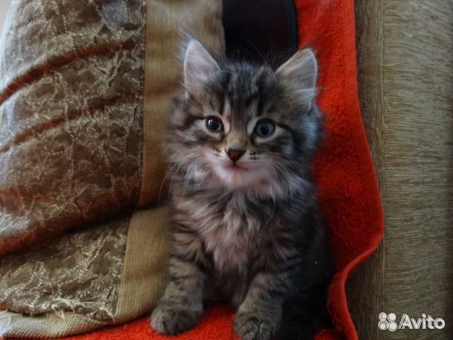 Красивые котята в хорошие руки